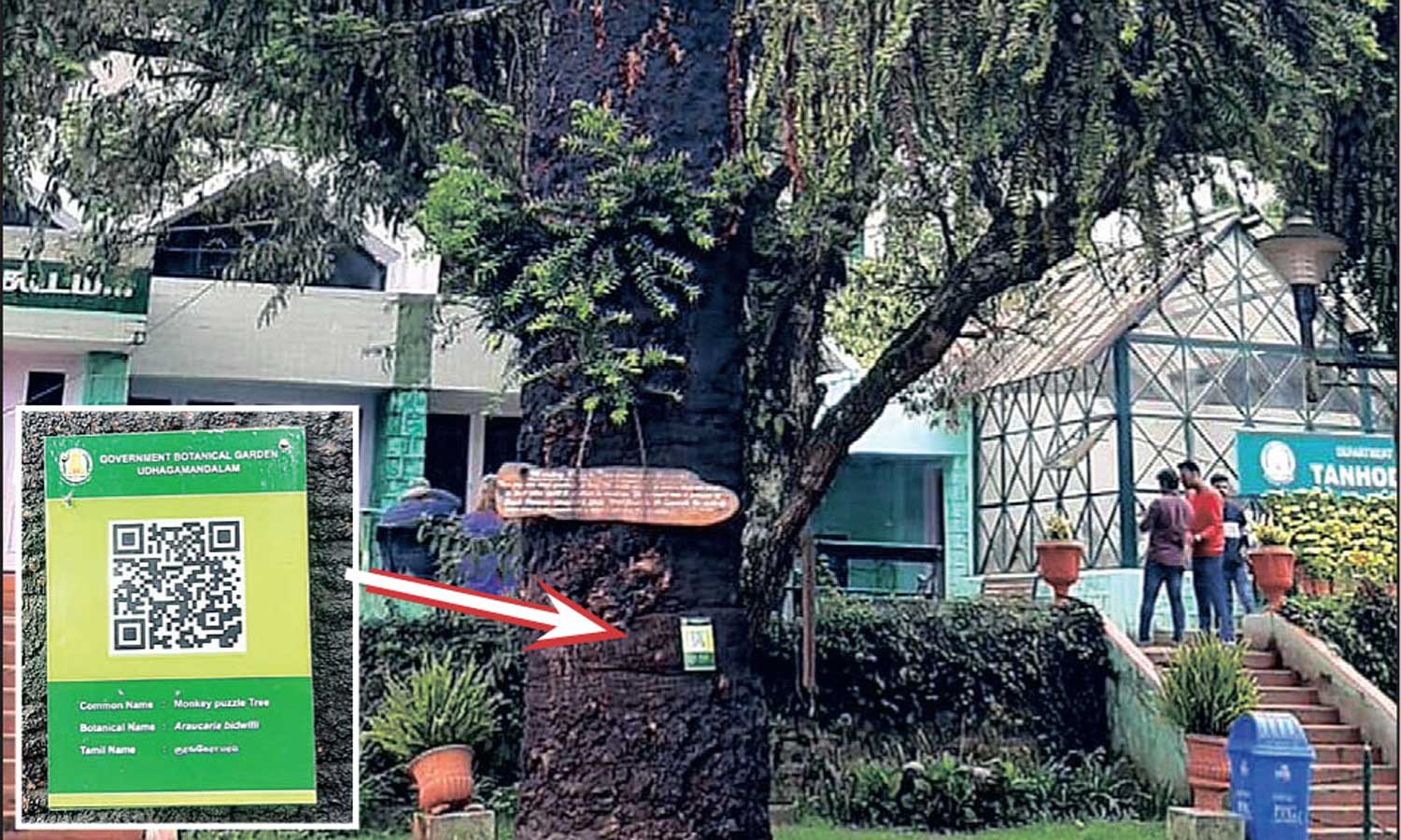 ஊட்டி தாவரவியல் பூங்காவில் பழமை வாய்ந்த மரங்களை பற்றி அறிய 'கியூஆர் ...