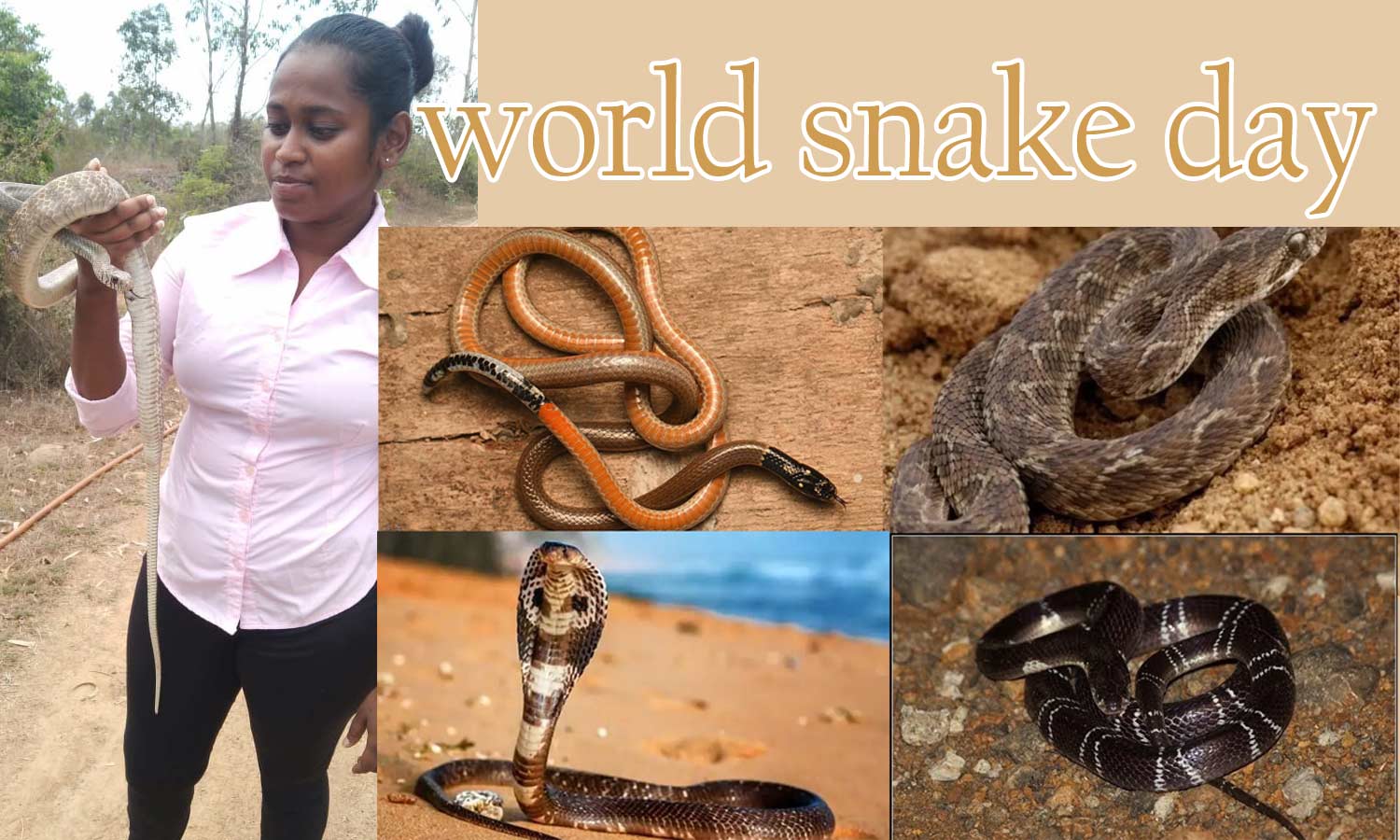 உலக பாம்புகள் தினம்: வம்பு பண்ணாமல் இருந்தால் பாம்புகள் எதுவும் ...