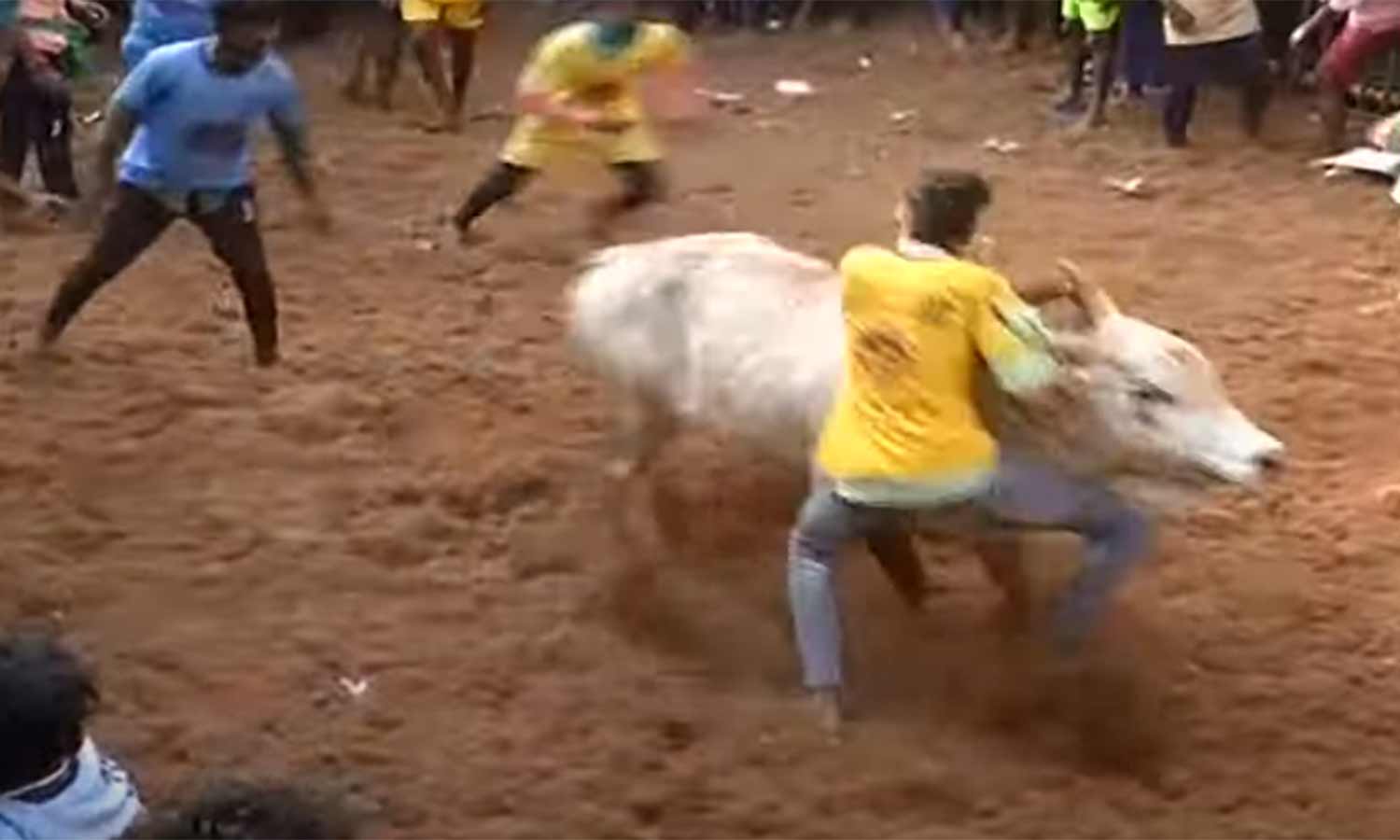 ஜல்லிக்கட்டுக்கு எதிராக மீண்டும் உச்ச நீதிமன்றம் சென்ற பீட்டா ...