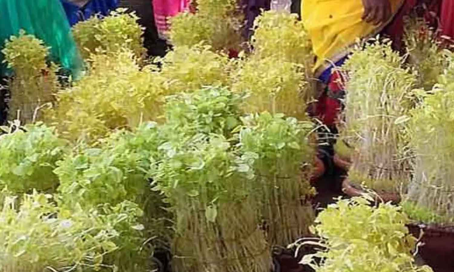 முளைப்பாரி எதற்காக தெரியுமா? | Kadhambam mulaipari details