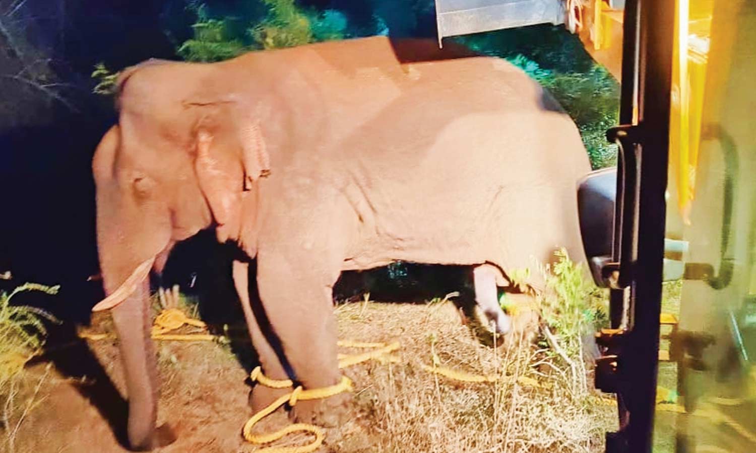 கடம்பூர் மலைப்பகுதியில் ஒரு வருடமாக அட்டகாசம் செய்து வந்த கட்டையன் யானை ...