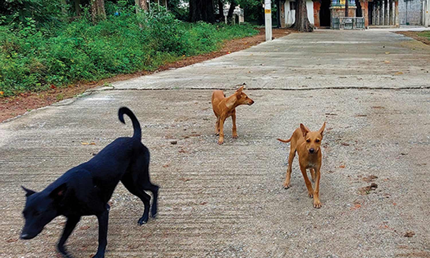 திருத்தணியில் ஒரு வாரத்தில் 10 பேரை கடித்து குதறிய நாய்கள்- பொதுமக்கள் ...