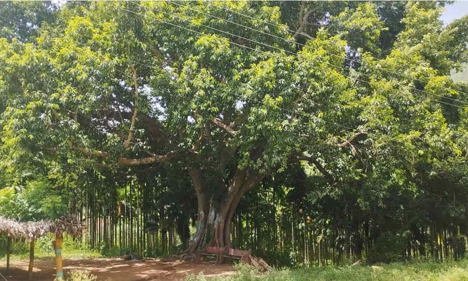 இலை உதிர்ந்த ஒரே வாரத்தில் துளிர்க்கும் அதிசய வெள்ளை அத்திமரம் | tamil ...