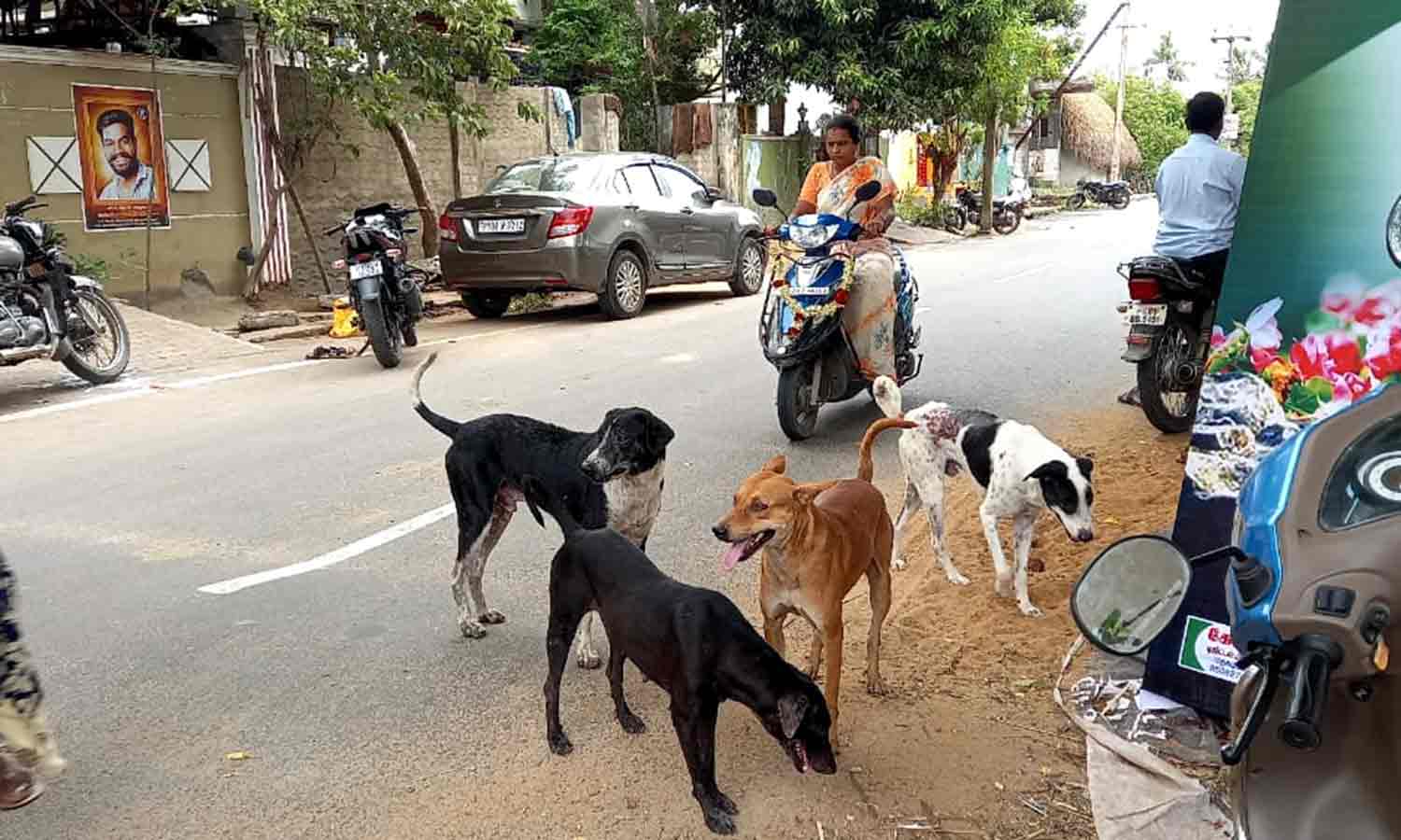 வாகன ஓட்டிகளை விரட்டி துரத்தும் தெரு நாய்கள் | Stray dogs chasing motorists