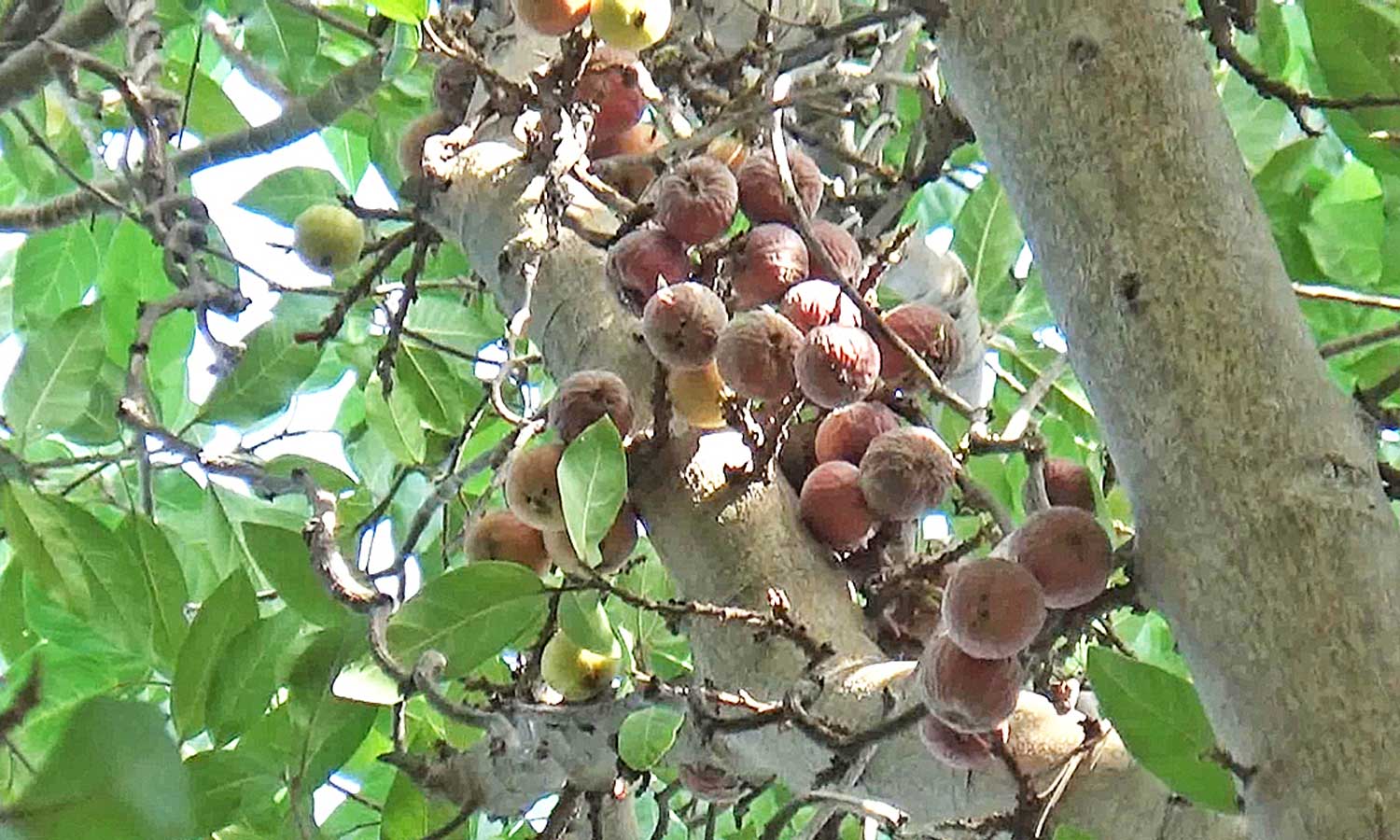 சேர்வராயன் மலைத்தொடரில் நோய் எதிர்ப்பு சக்தியை அதிகரிக்கும் அத்திப்பழம் ...