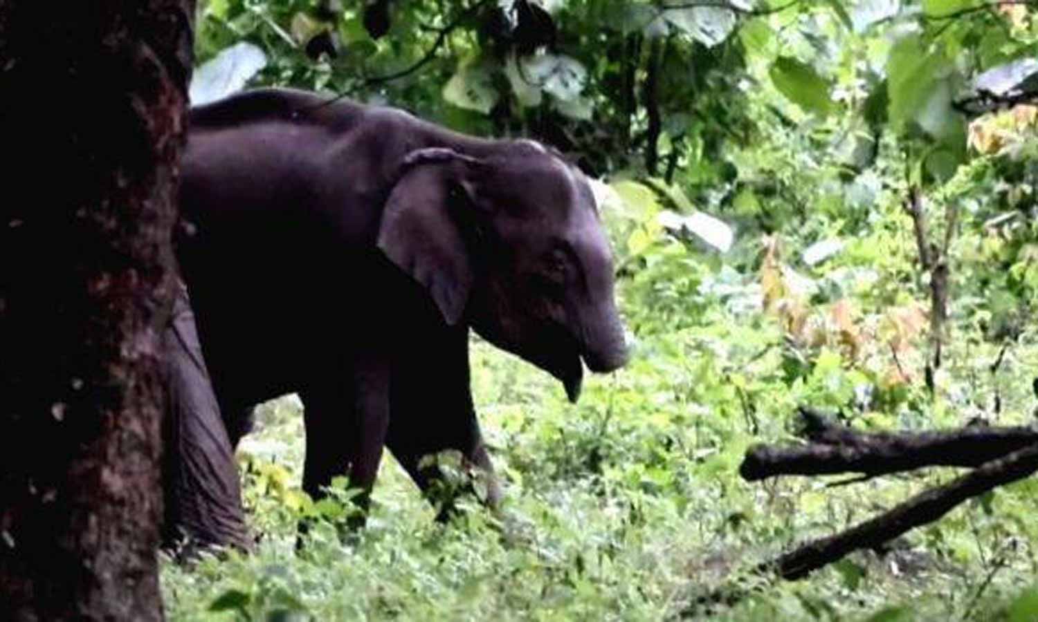 அதிரப்பள்ளி வனப்பகுதியில் தும்பிக்கை இல்லாமல் திரியும் குட்டி யானை ...