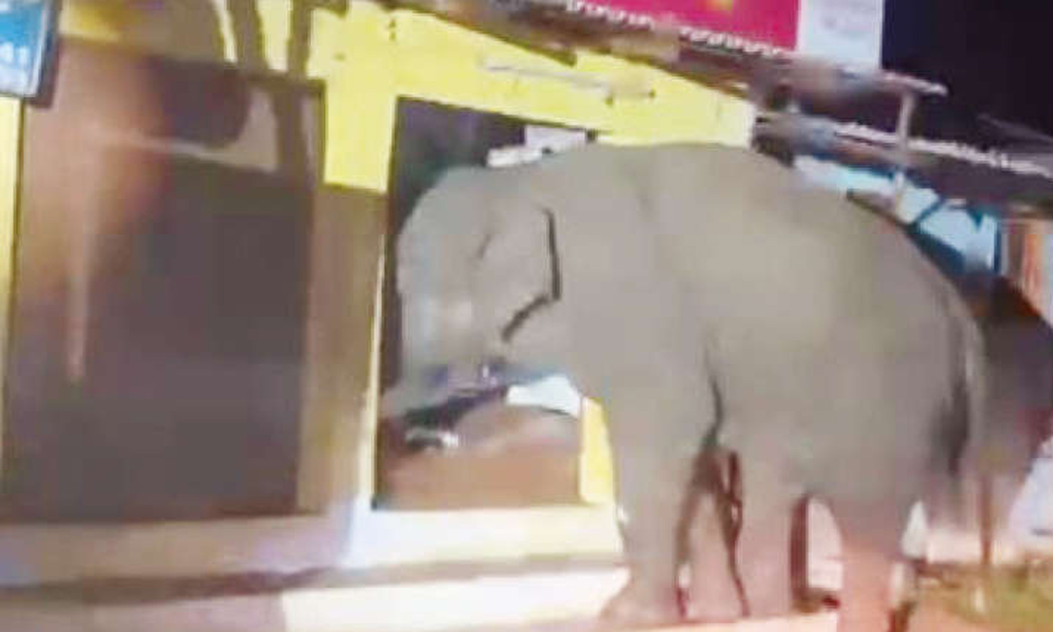 ஊருக்குள் புகுந்து காட்டு யானை அட்டகாசம்- மளிகை கடையில் இருந்த பொருட்களை நாசப்படுத்தியது | wild ...