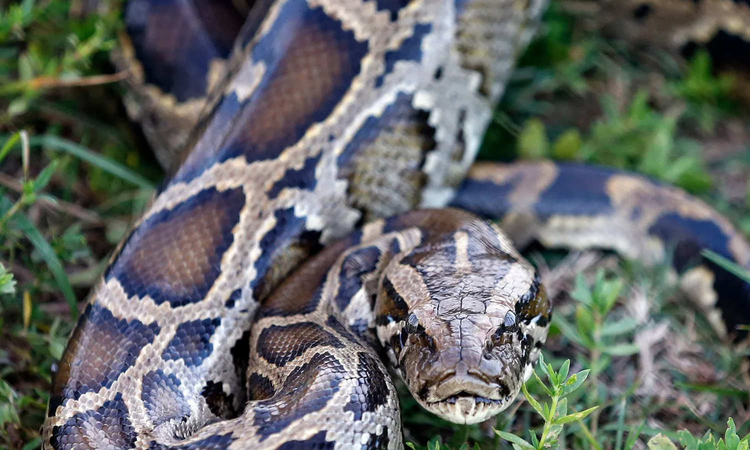 மலைப்பாம்பை கொல்லு; பரிசை வெல்லு- புளோரிடாவில் வினோத போட்டி | People ...