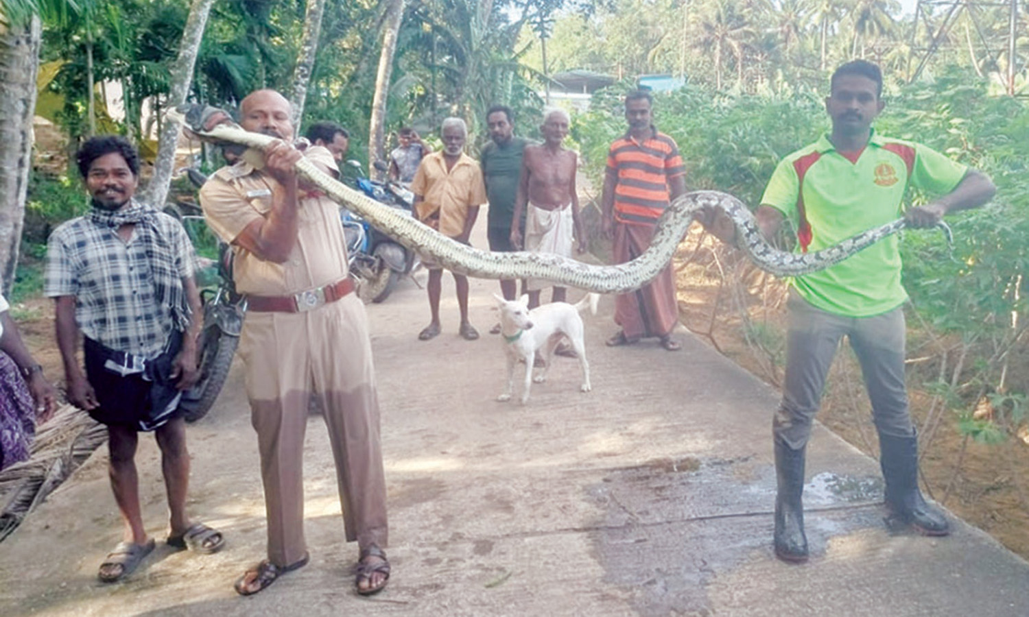குலசேகரம் அருகே 10 அடி நீளம் உள்ள மலைப்பாம்பு சிக்கியது | Kanyakumari ...