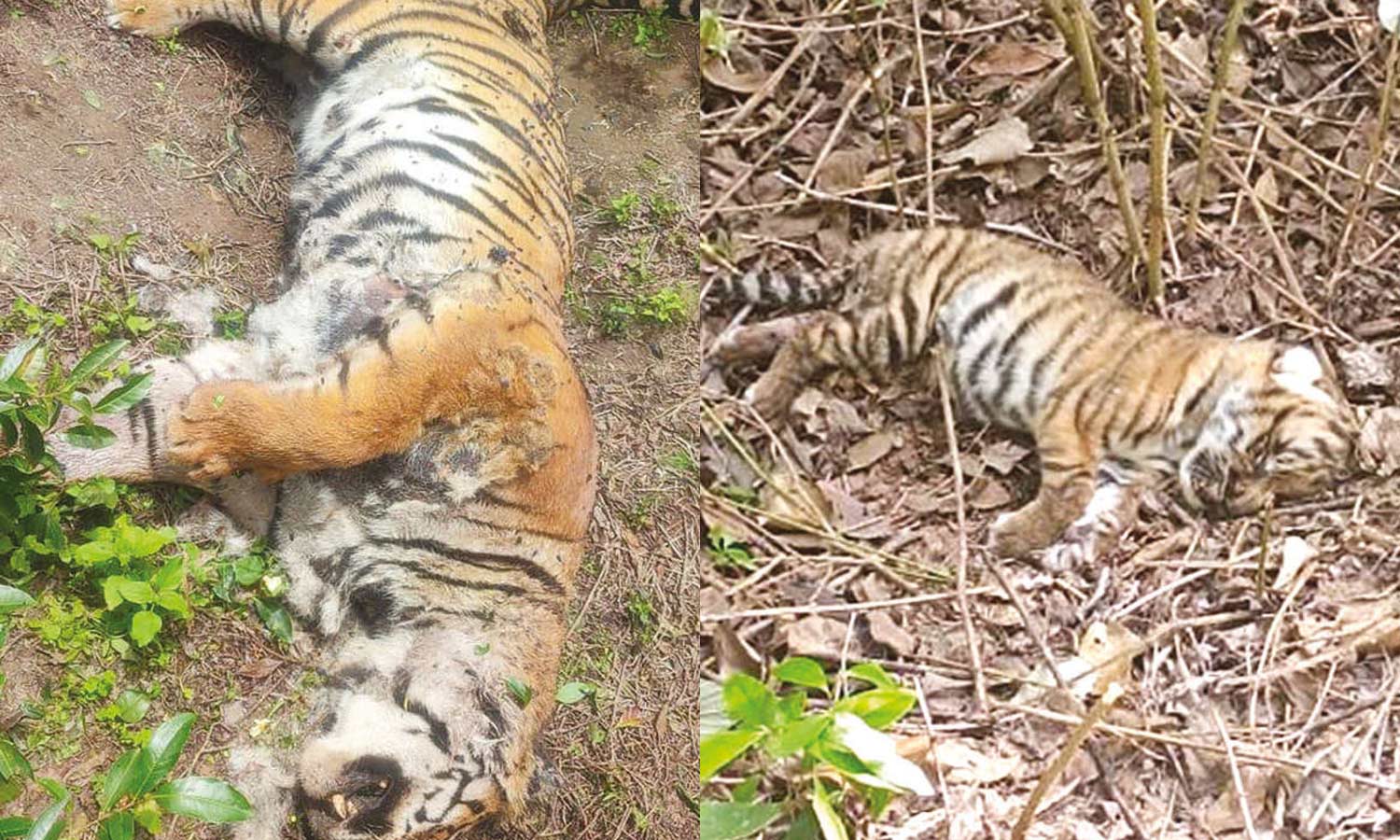 முதுமலை வனப்பகுதியில் செத்து கிடந்த 3 புலிகள் | 3 tigers found dead in ...