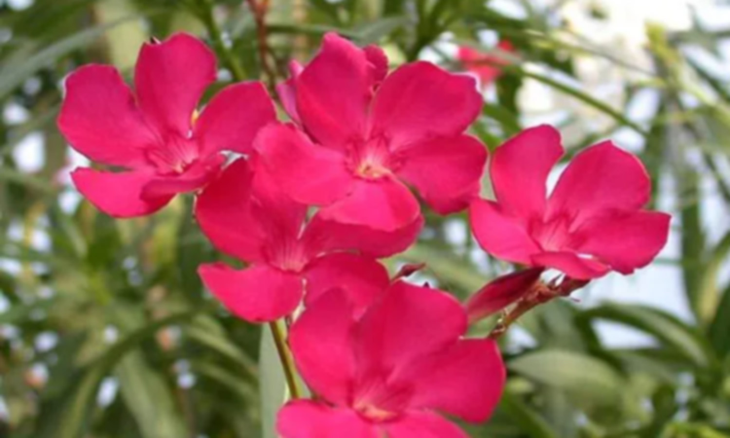 கடன்களை தீர்க்கும் செவ்வரளி | Kadankalai Theerkkum Sevvarali