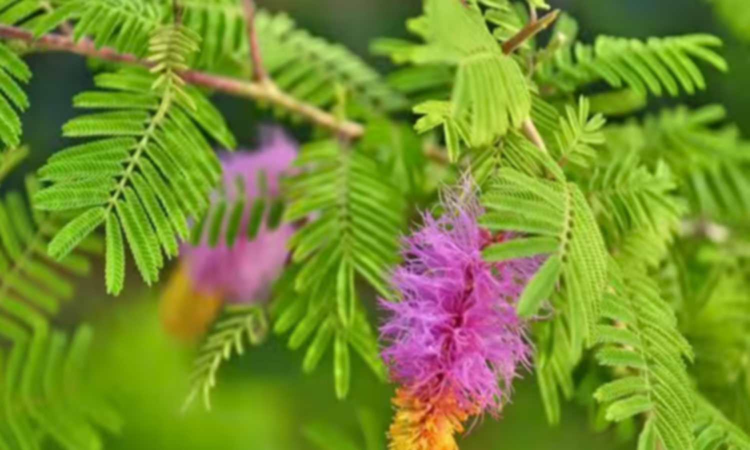 வெற்றி தரும் வன்னி மரம்! | Vetri TharumVanni Maram!