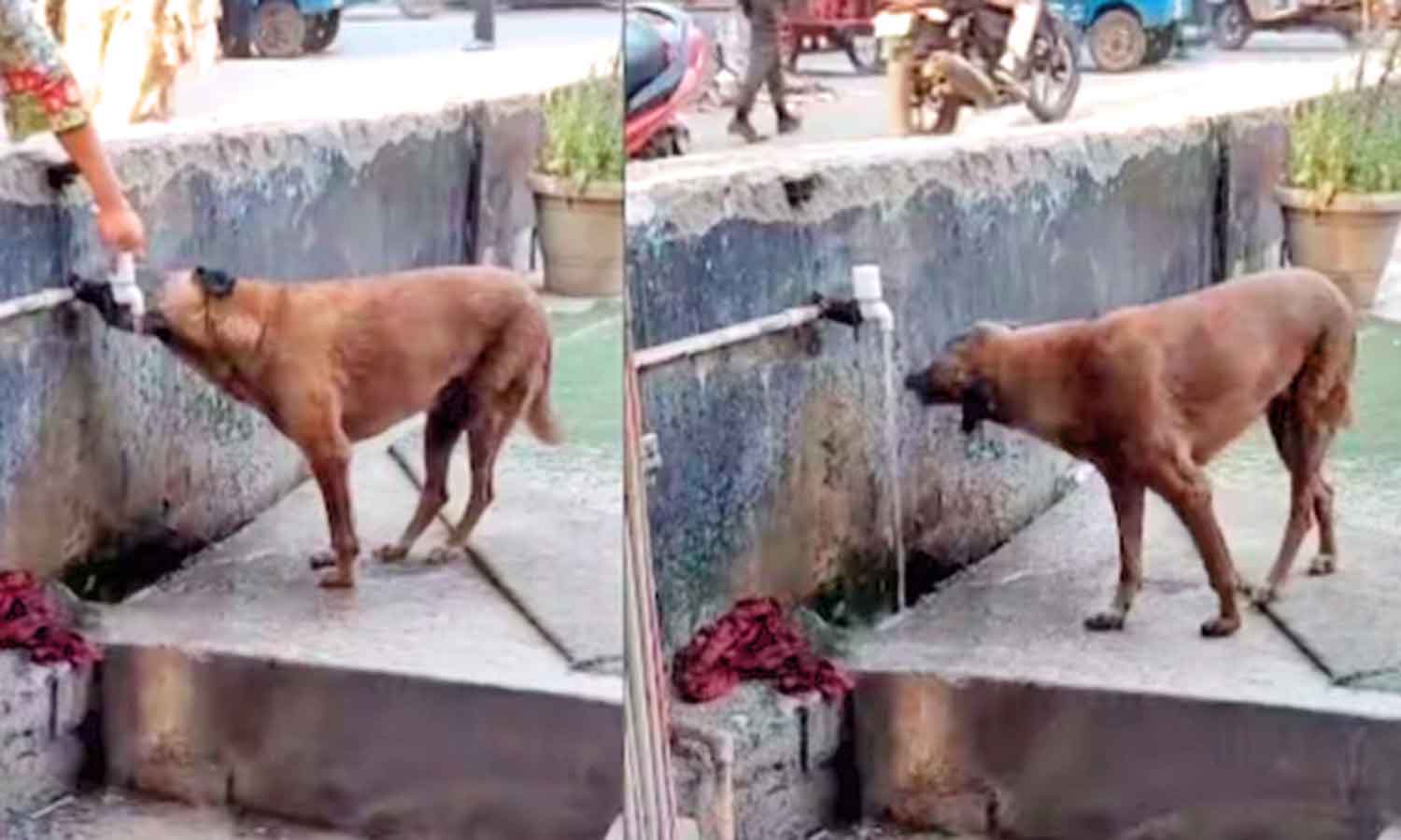 தாகத்தில் வாடிய நாய்க்கு தெரு குழாயை திறந்து உதவிய பெண் | Woman helps ...