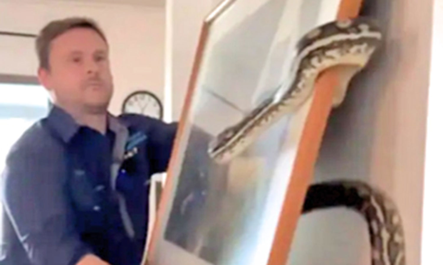 போட்டோ பிரேமுக்கு பின்னால் மறைந்திருந்த மலைப்பாம்பு | Man rescues snake ...