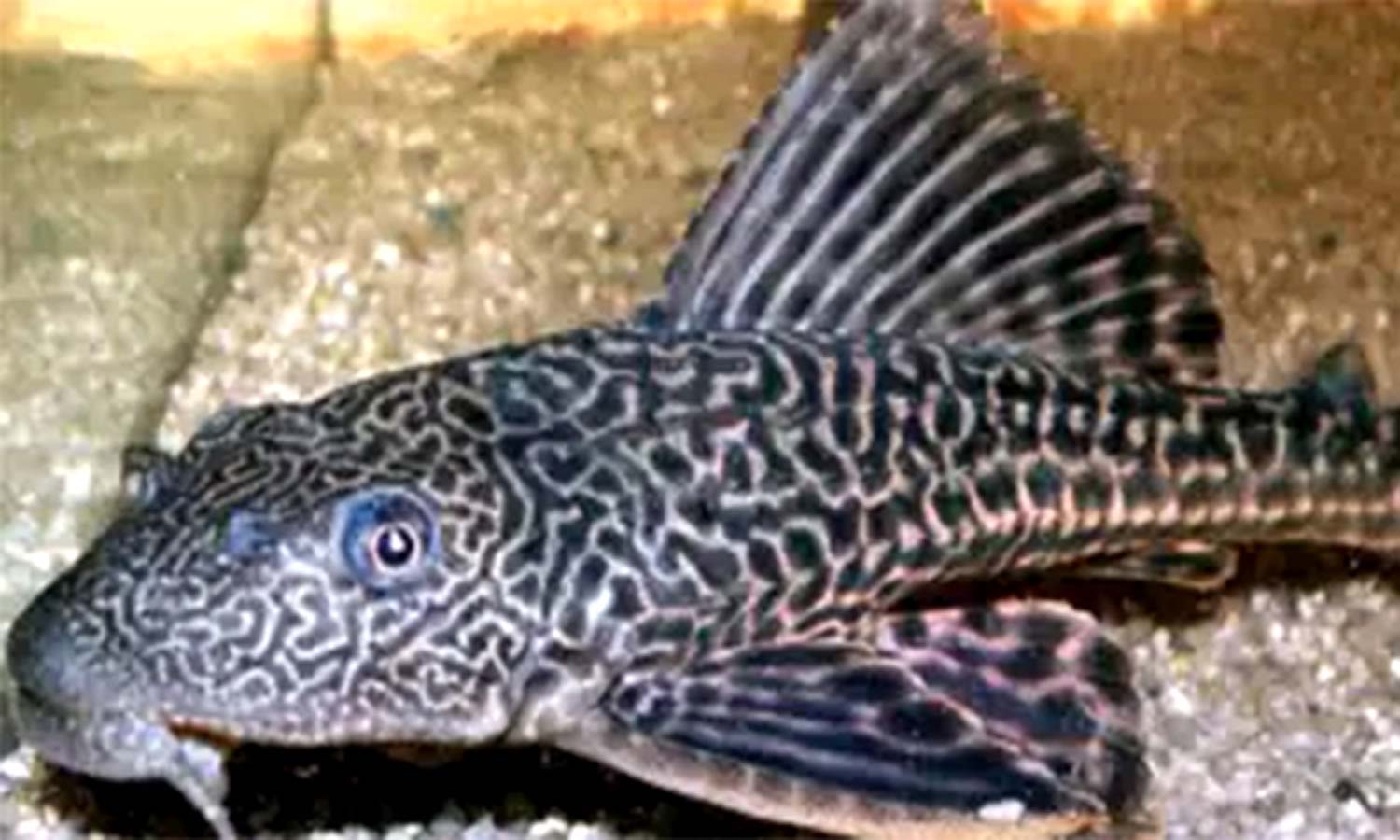 ஆந்திரா, தெலுங்கானாவில் அதிகரிக்கும் பிசாசு மீன்: மீனவர்கள் கவலை ...