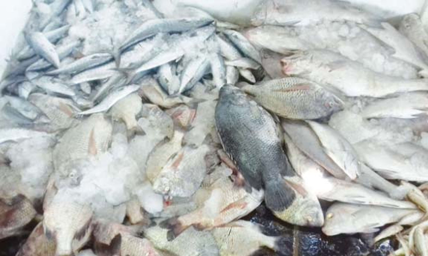 உக்கடம் மார்க்கெட்டில் மீன்கள் விலை குறைந்தது | The price of fish has ...