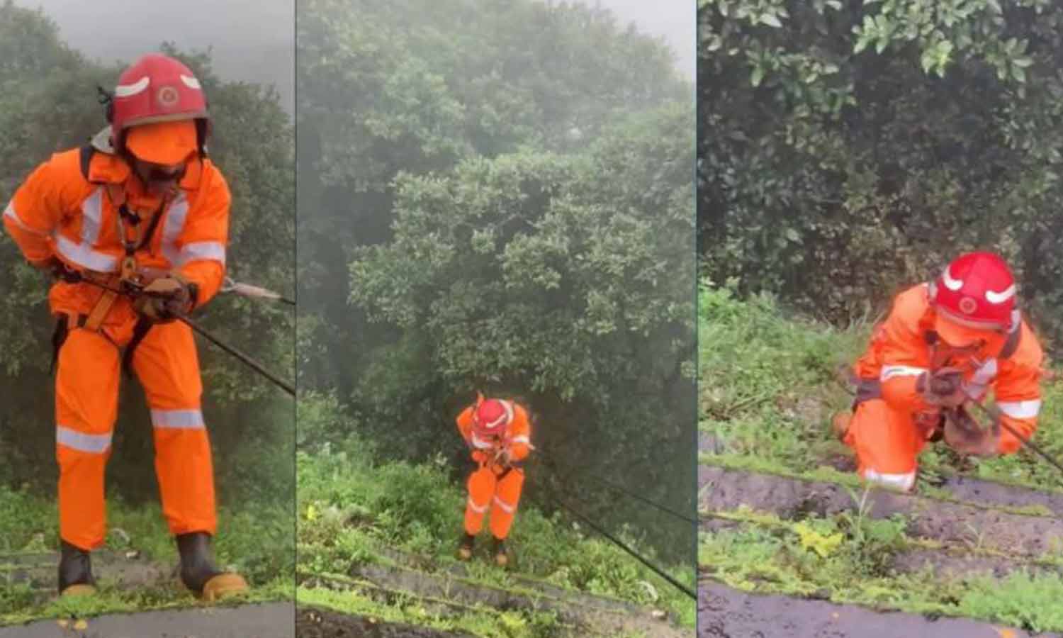 விலை உயர்ந்த செல்போனை பள்ளத்தாக்கில் வீசிய குரங்கு: தேடுதல் வேட்டையில் ...