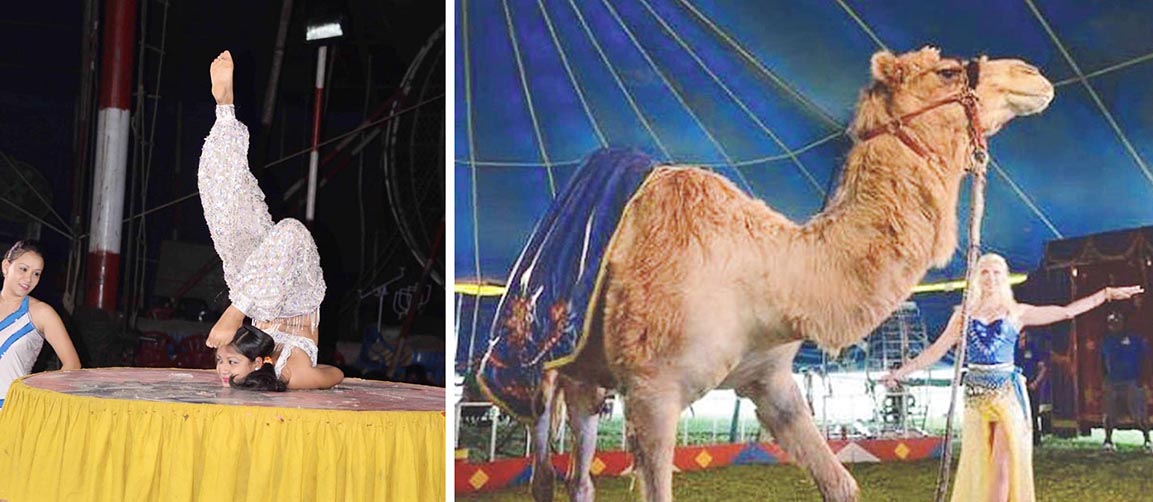 கிரேட் இந்தியன் சர்க்கஸ் கலைஞர்கள் சாகச நிகழ்ச்சி | Madurai News Great ...