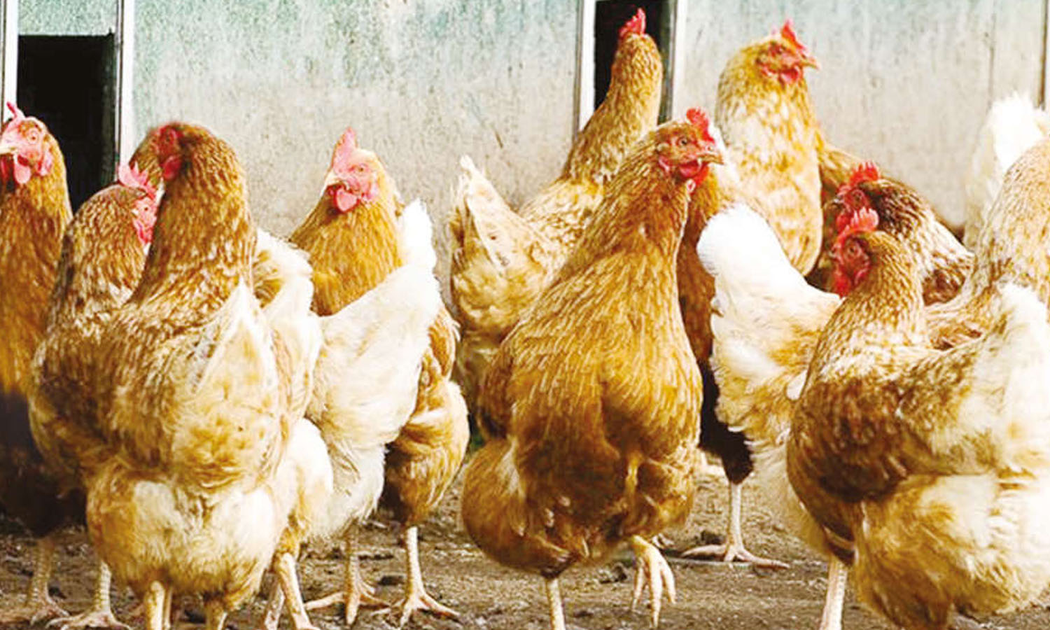 வருமானம் அள்ளி தரும் வண்ணக்கோழி வளர்ப்பு | Poultry farming that brings ...