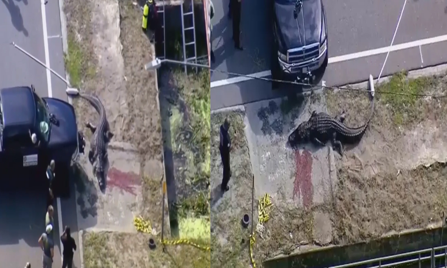 13-அடி நீள ராட்சச முதலை; வாயில் மனித உடல்: சுட்டு கொன்ற புளோரிடா ...