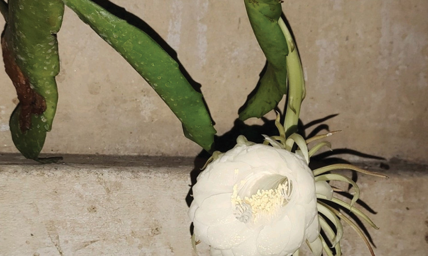 அன்னூர் அருகே பூசாரி வீட்டில் பூத்து குலுங்கிய பிரம்மகமலம் மலர் | The ...