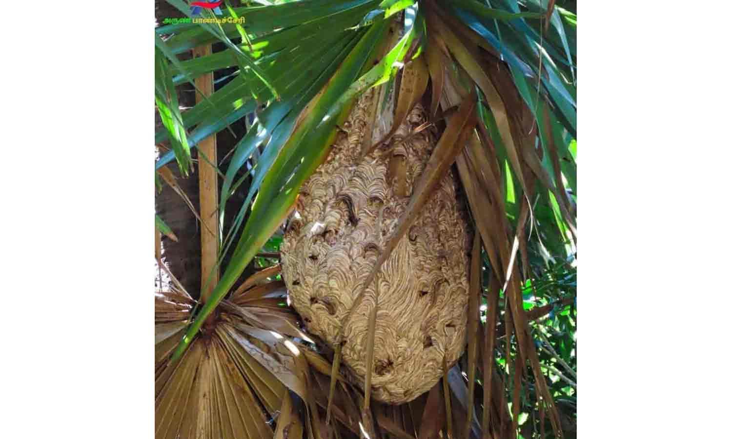 பாரதியார் பல்கலைக்கூடத்தில் விஷவண்டு கூடு அழிப்பு | Eradication of ...