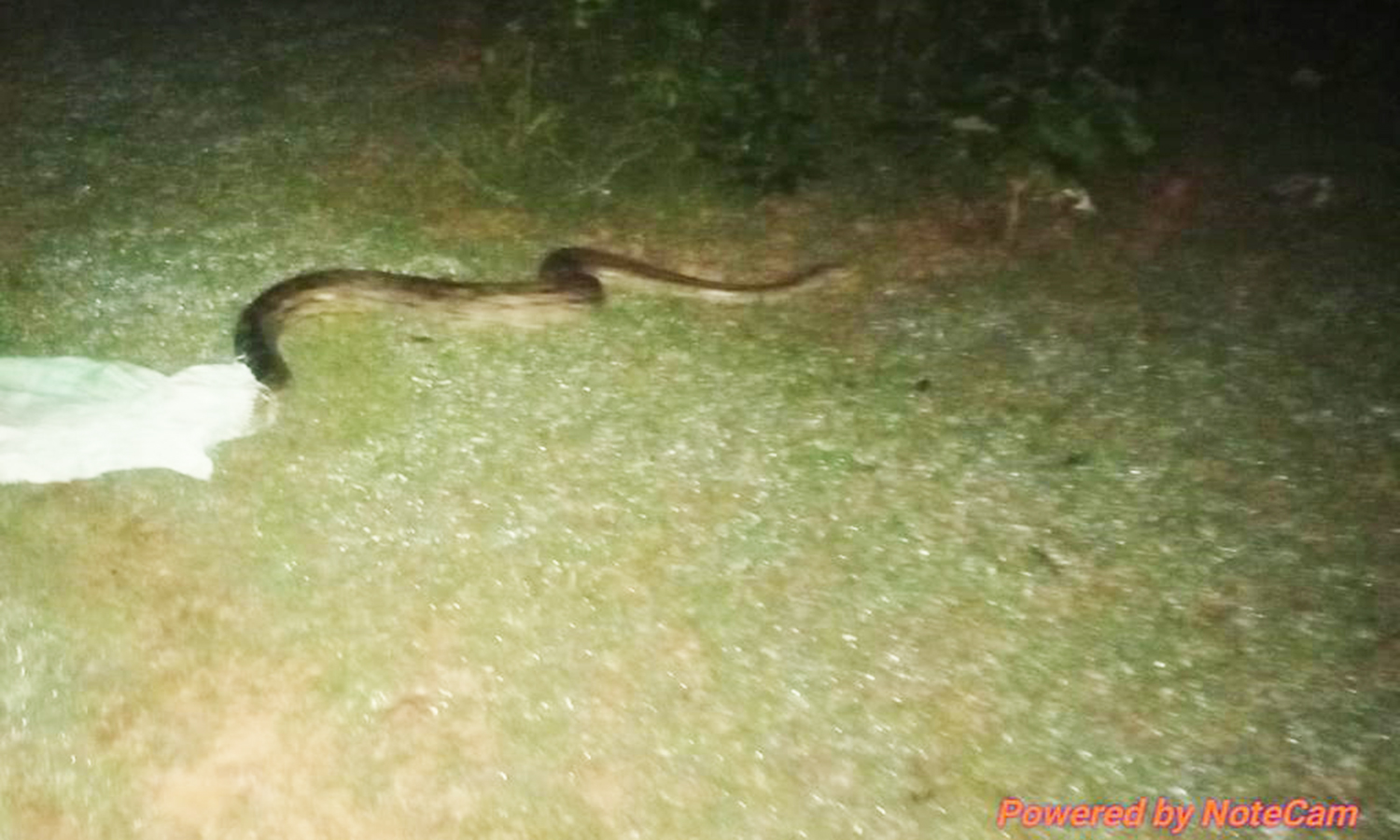 10 அடி நீள மலைப்பாம்பு பிடிபட்டது | Vellore News A 10 feet long python ...