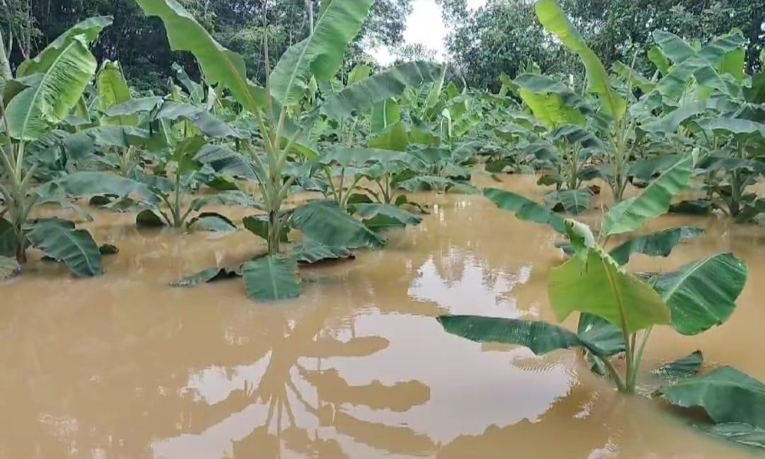 திக்குறிச்சியில் 40 ஏக்கர் விவசாய நிலம் வெள்ளத்தில் மூழ்கியது | Kanyakumari News: 40 acres of ...