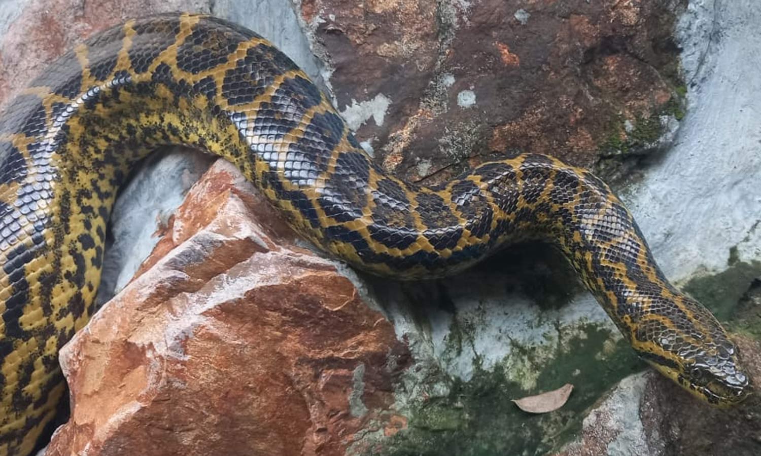 வண்டலூர் பூங்காவில் பார்வையாளர்களை கவரும் மஞ்சள் நிற அனகோண்டா பாம்பு ...