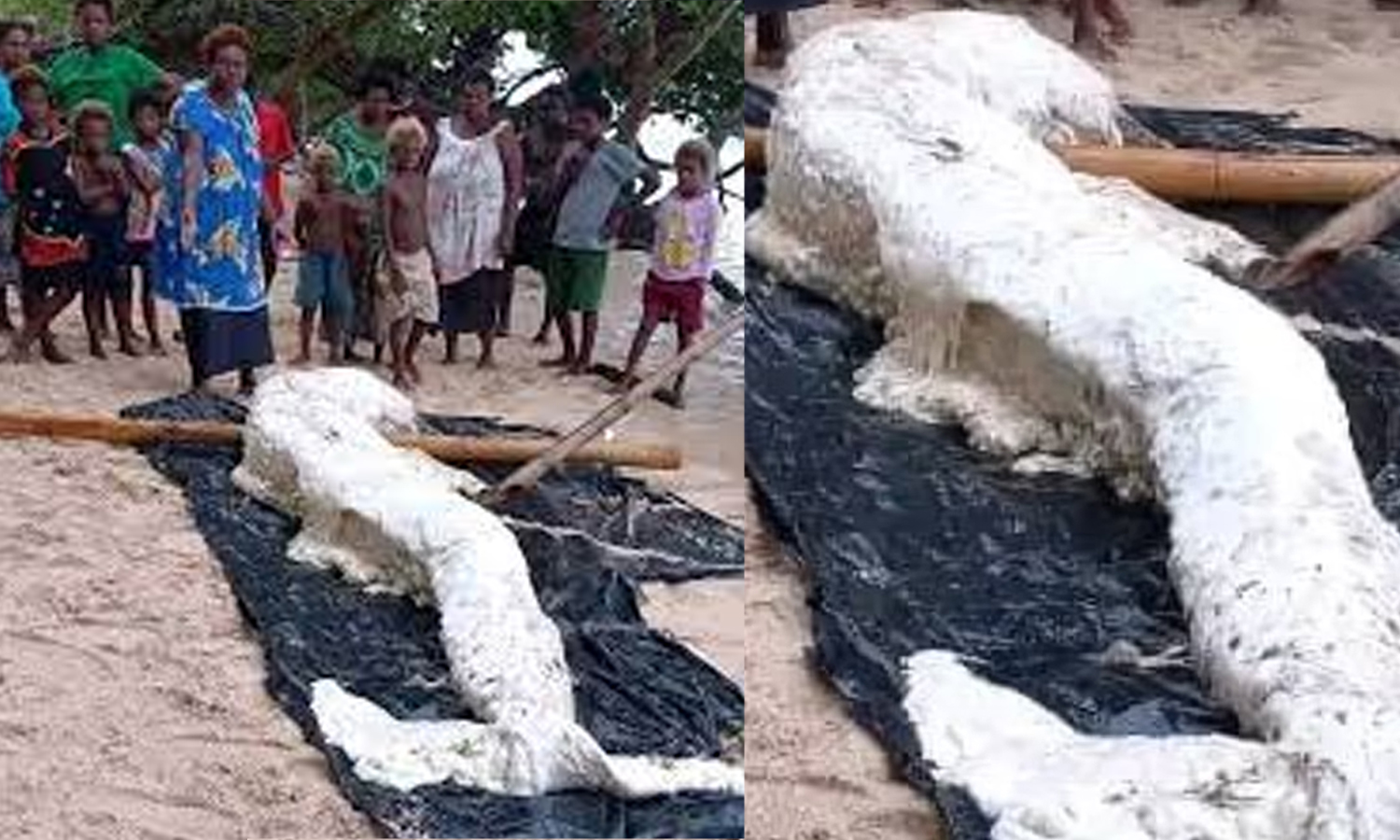 கரை ஒதுங்கியது கடற்கன்னியா?: நீடிக்கும் மர்மம் | Mermaid Washed Ashore ...