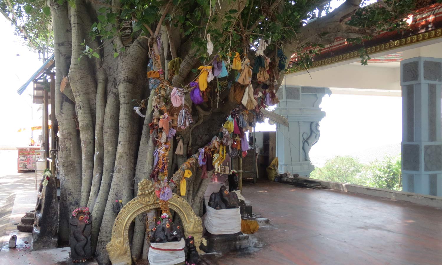 பஞ்சபூத விருட்ச அரசமர மேடை | Panja Bootha Virutcha Arasamara Medai