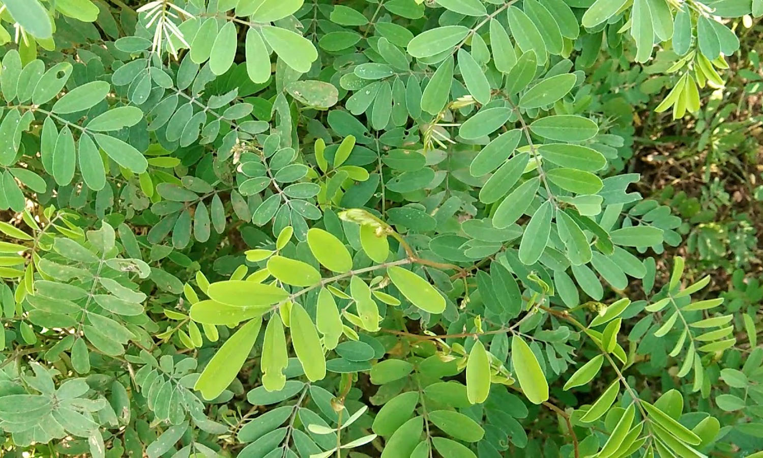 எலும்பொட்டி இலையின் அற்புத மருத்துவ பலன்கள் | Amazing Medicinal ...