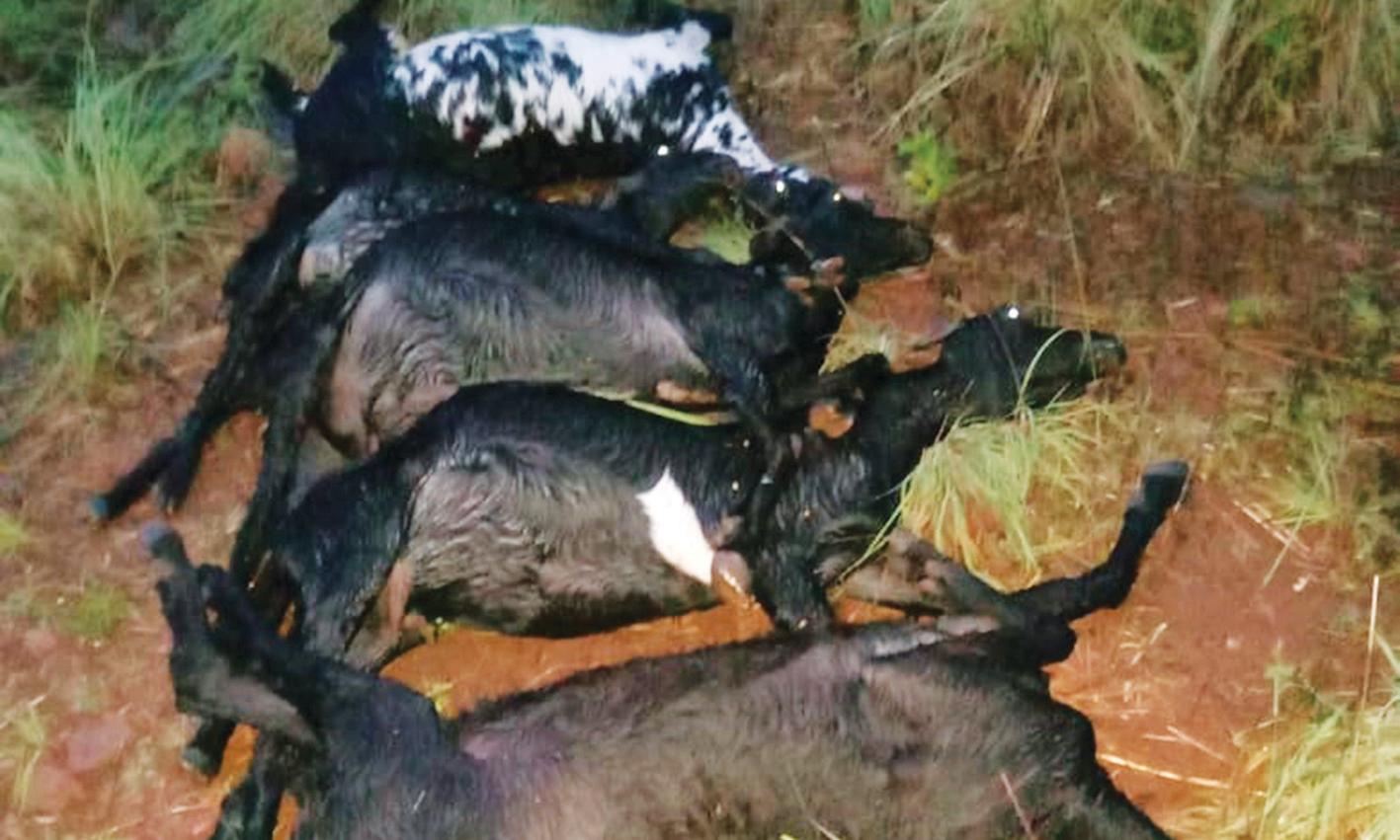மின்னல் தாக்கி 9 ஆடுகள் பலி | 9 goats killed in lightning strike