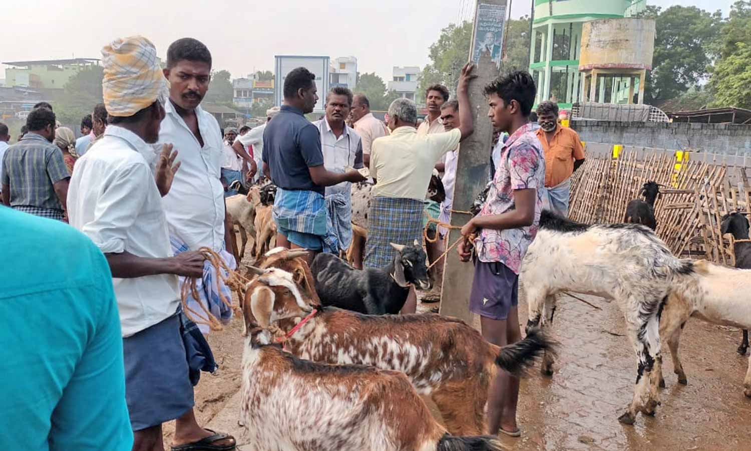தொடர்மழையால் களையிழந்த எட்டயபுரம் ஆட்டுச்சந்தை: கடந்த ஆண்டைவிட விற்பனை ...