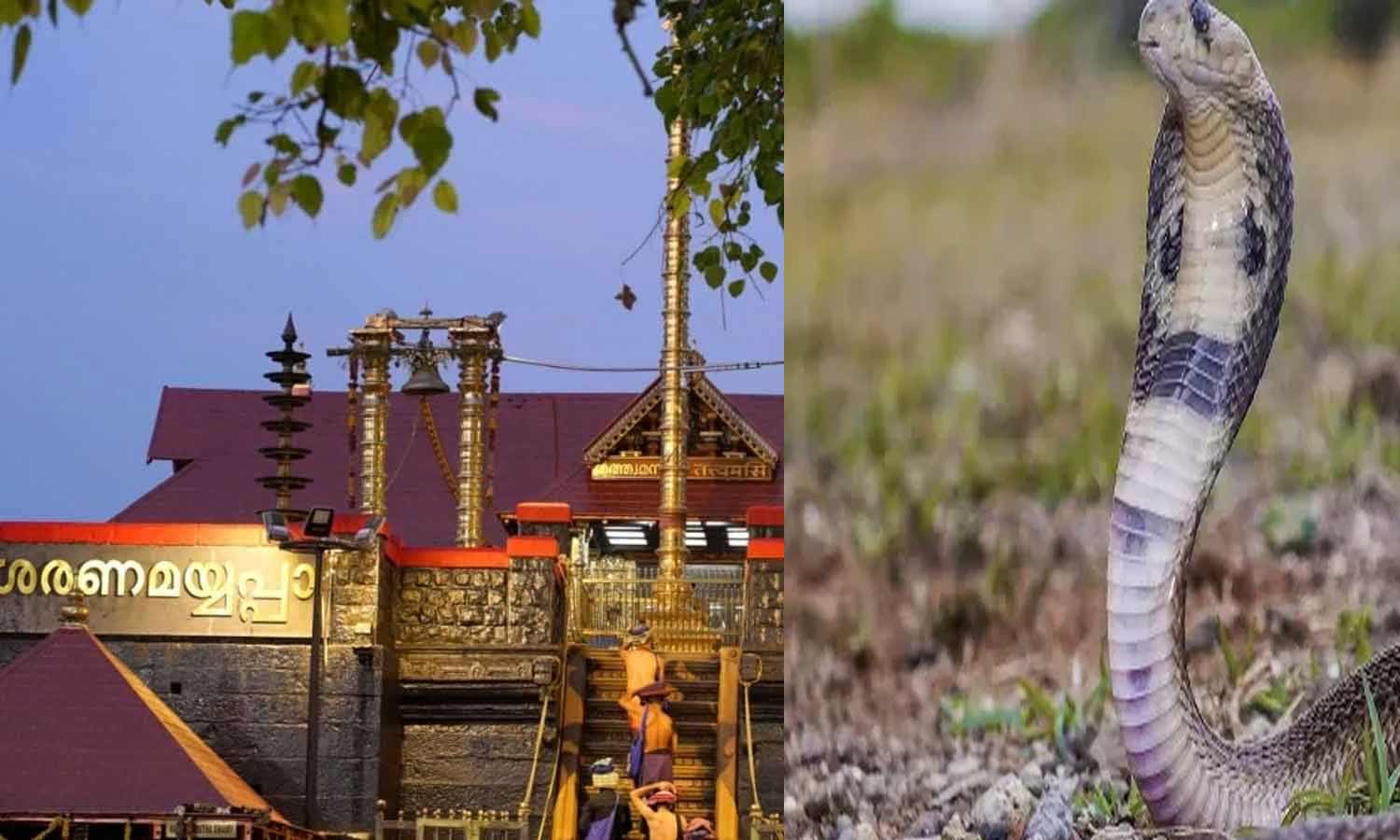 சபரிமலையில் 6 வயது சிறுமியை பாம்பு கடித்தது | Tamil News Sabarimala ...