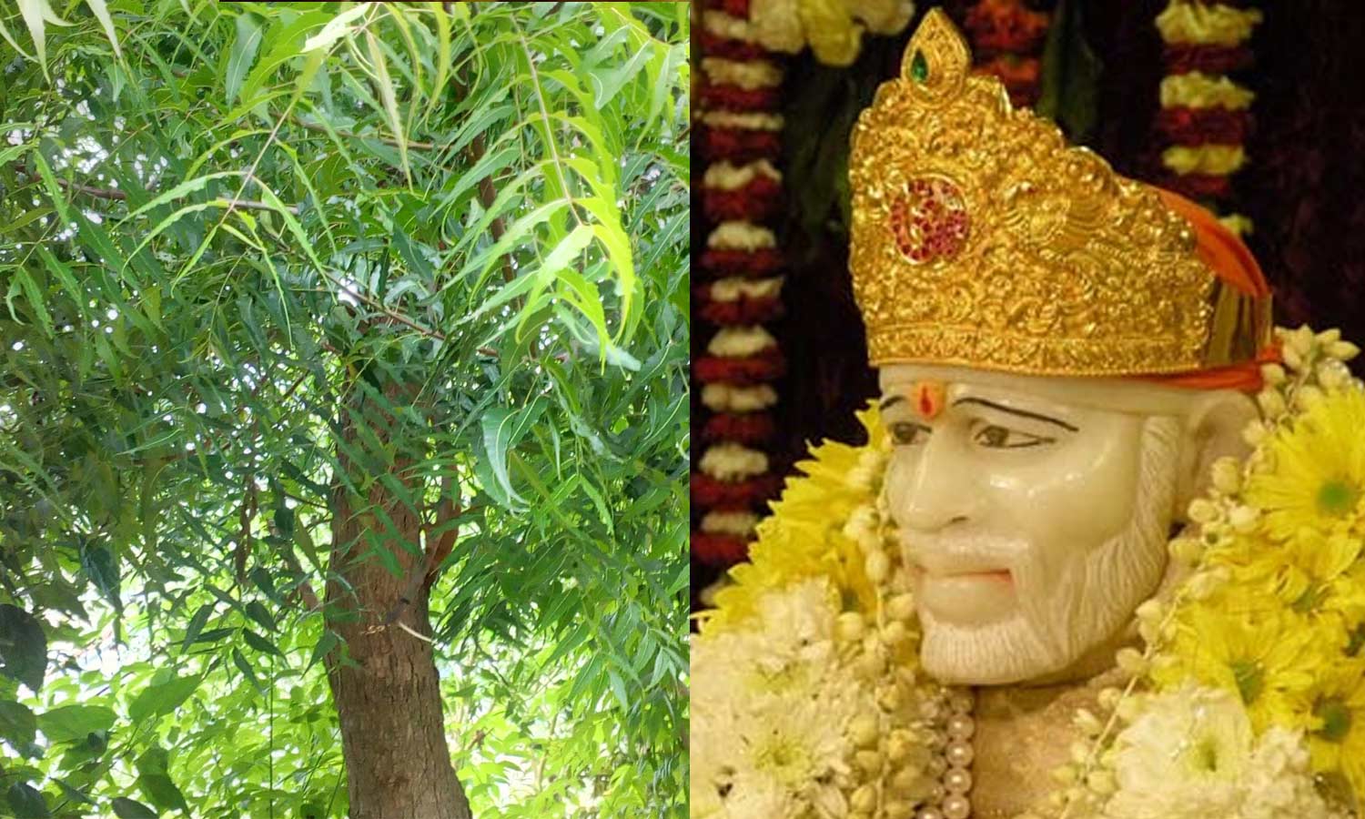 இனிக்கும் வேப்ப மரம் | Inikkum Veppa Maram