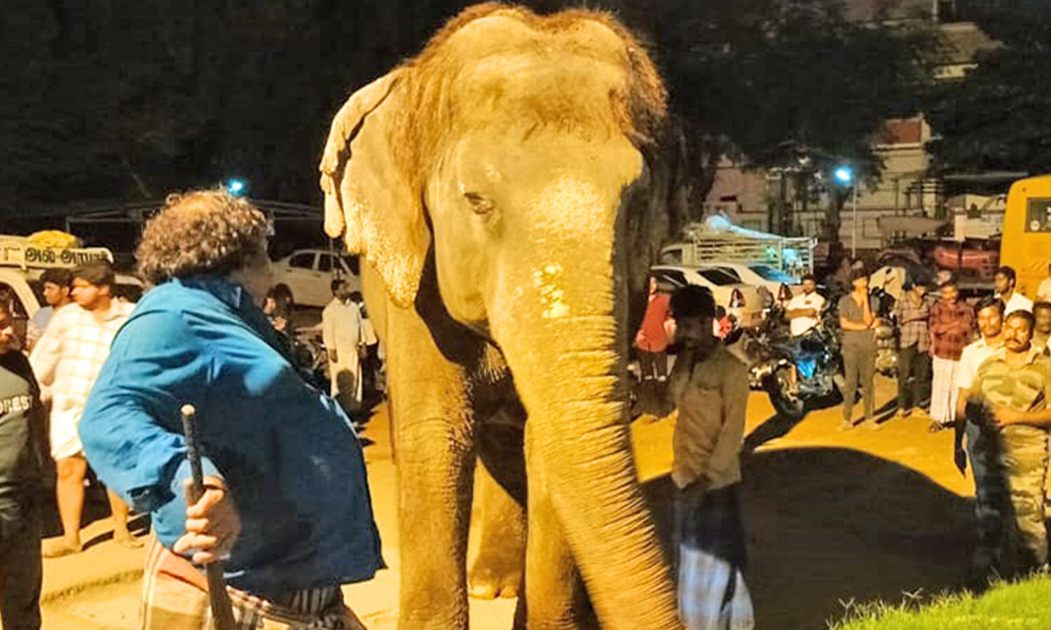 முறையான அனுமதி இன்றி தர்காவில் வளர்க்கப்பட்ட பெண் யானை பறிமுதல் ...