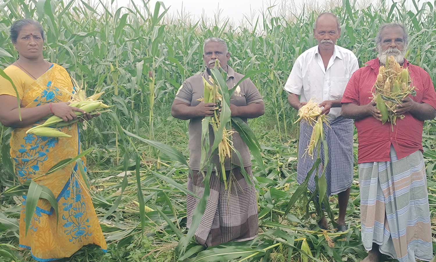 மக்காச்சோள பயிர்களை சேதப்படுத்திய மான்கள்- நிவாரணம் கேட்டு விவசாயிகள் ...