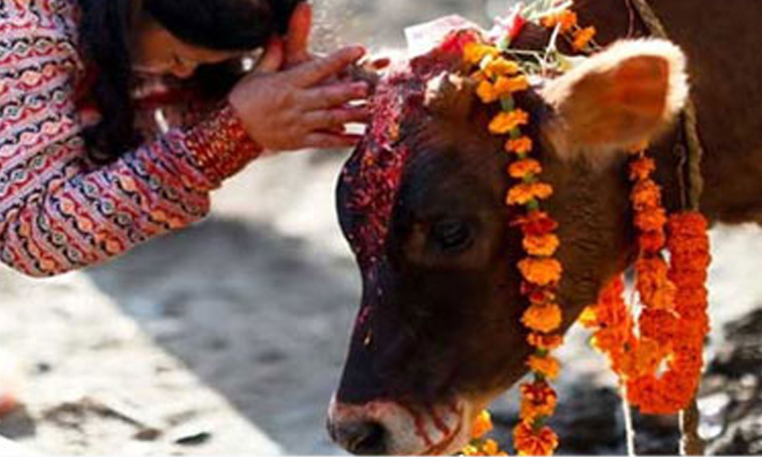 கோமாதா வழிபாடு | Komadha Vazhipaadu