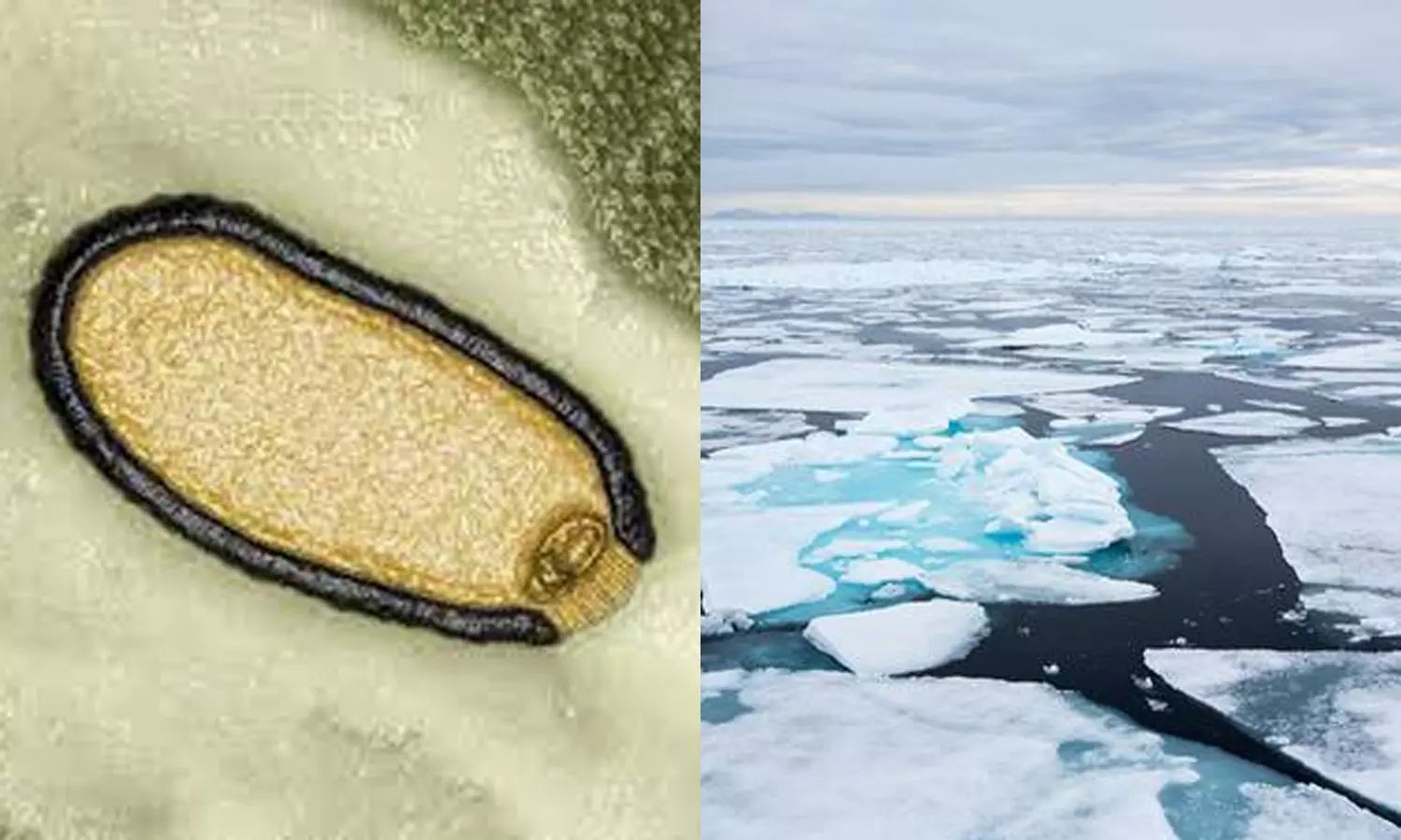 ஆர்க்டிக் பனிக்கட்டிகளில் புதைந்து இருக்கும் ஜாம்பி வைரஸ்களால் ஆபத்து ...