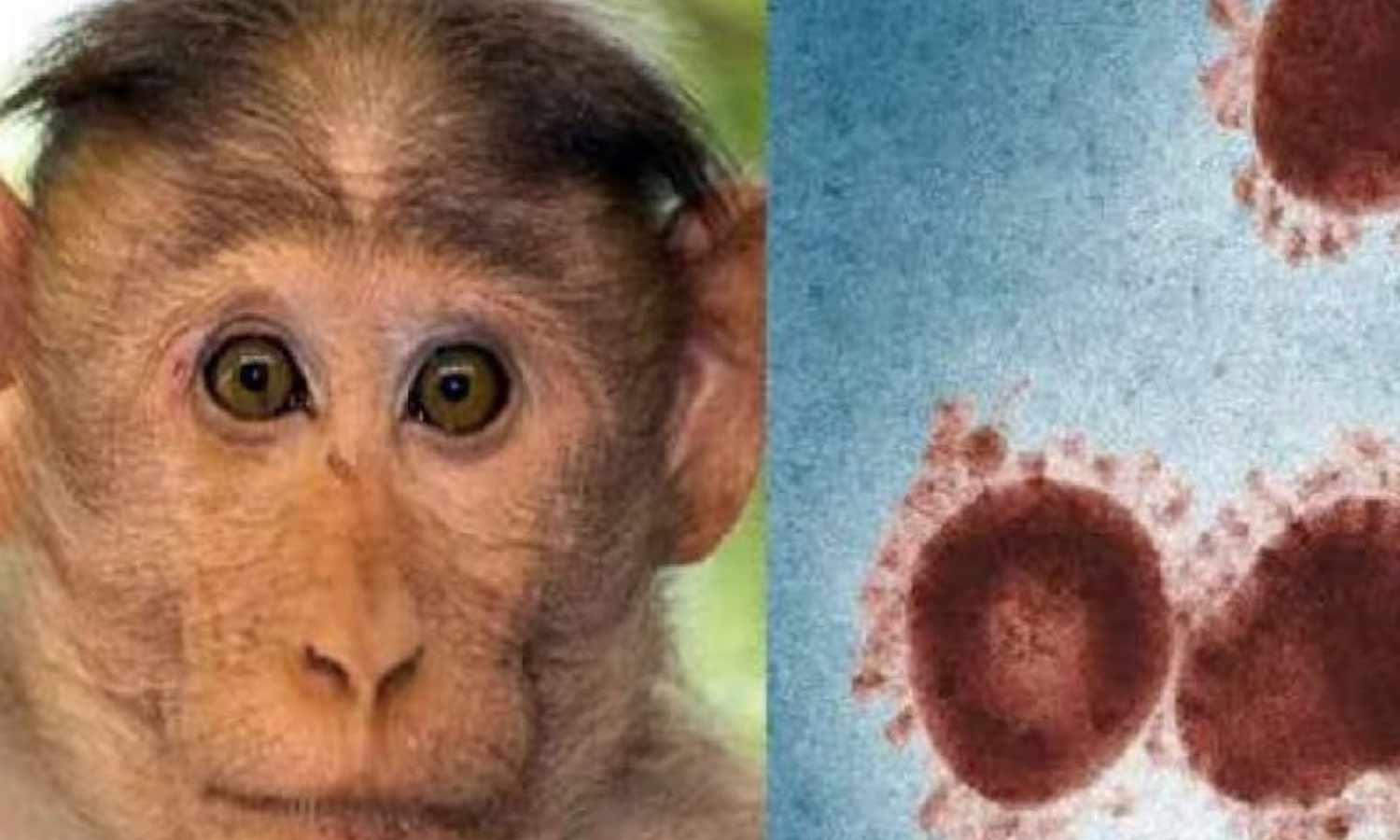 நீலகிரியில் குரங்கு காய்ச்சல் பாதிப்பு இல்லை- ஊட்டி அரசு ஆஸ்பத்திரி ...