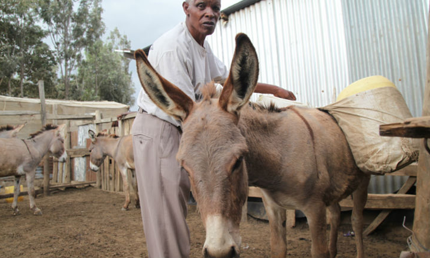 அரிய சீன மருந்திற்காக அழிக்கப்படும் ஆப்பிரிக்க கழுதைகள் | Demand For A ...