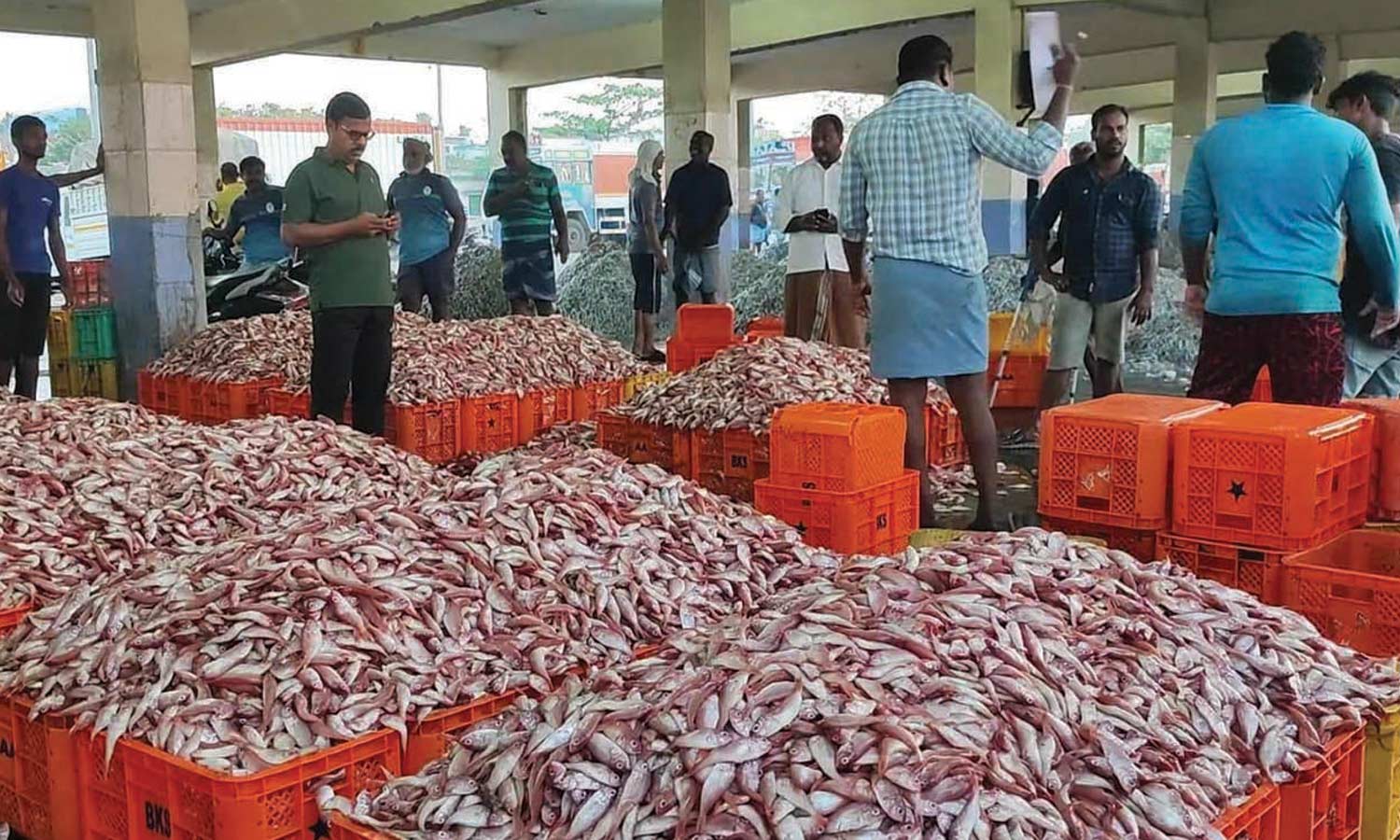 குளச்சலில் கிளி மீன் சீசன் தொடக்கம் | Parrot fish season starts in kulachal