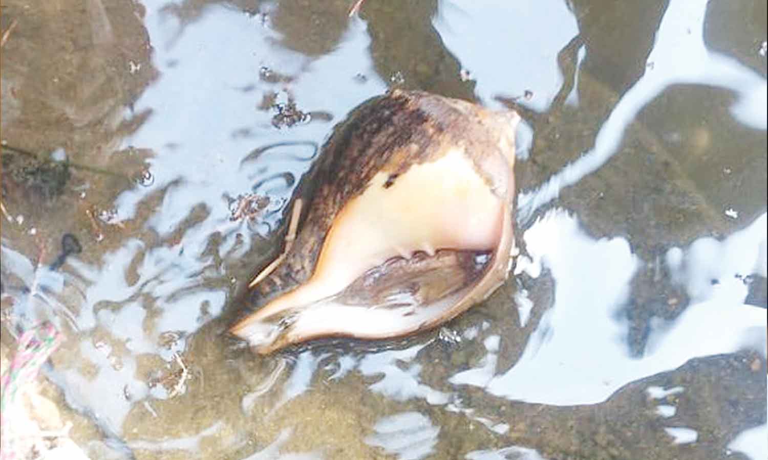 வேதகிரீஸ்வரர் கோவில் குளத்தில் 12 ஆண்டுக்கு பிறகு சங்கு வெளியே வந்தது ...