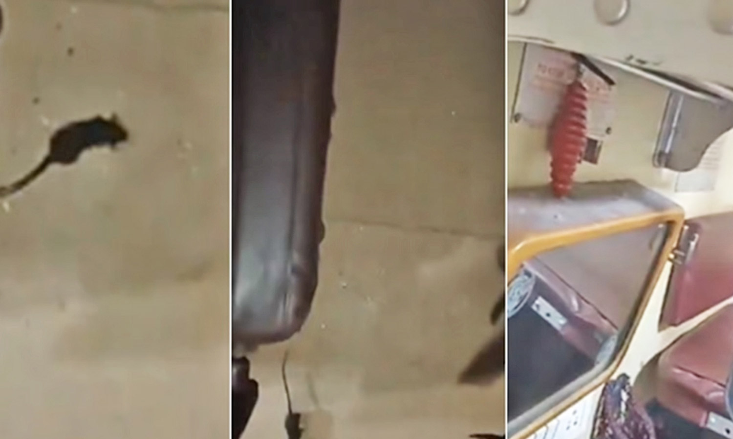 ரெயிலில் சுற்றித்திரிந்த எலி | Woman Spots Rat Inside Train's AC ...