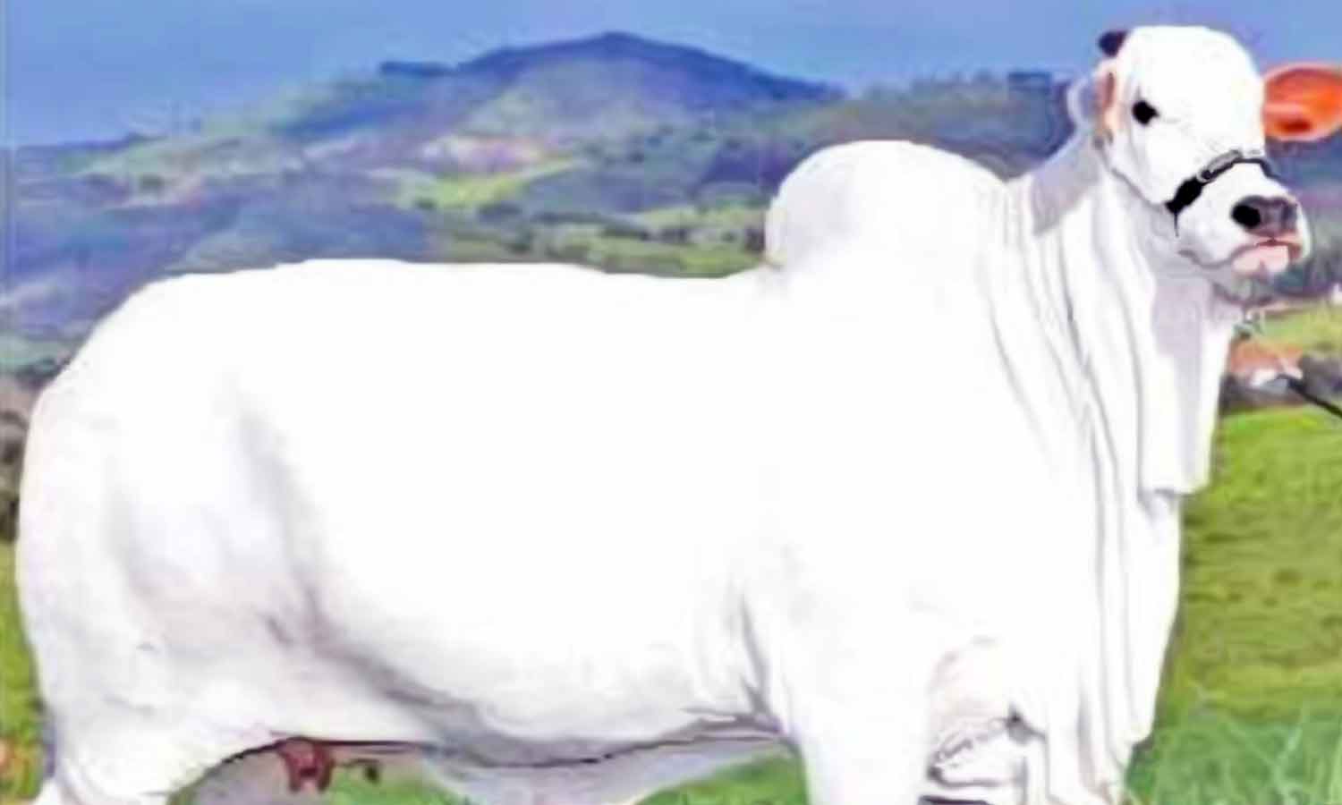 உலக சாதனை: நெல்லூர் இன பசு ரூ.40 கோடிக்கு விற்பனை | Nellore breed cow ...