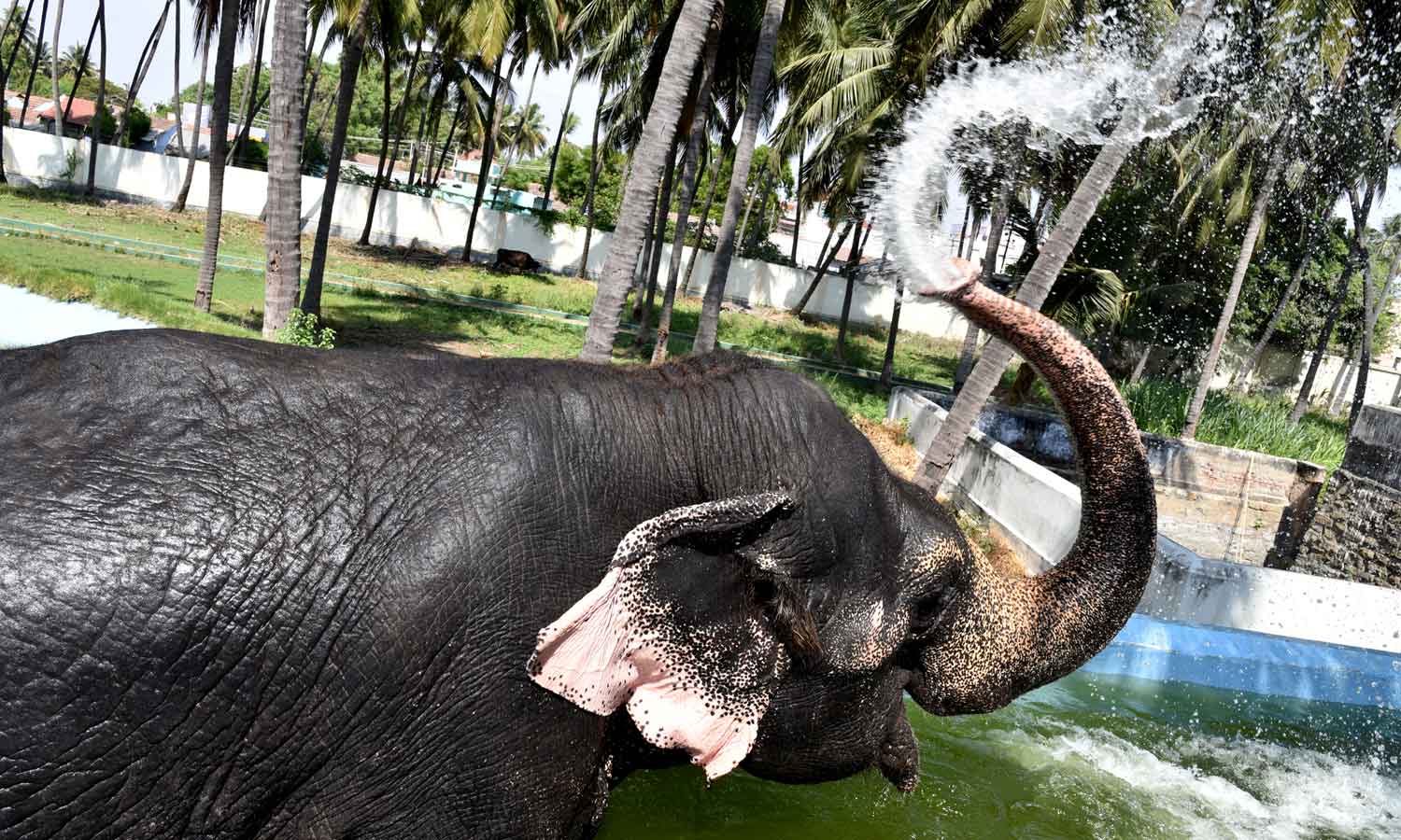 வெப்பத்தின் தாக்கத்தை சமாளிக்க பழனி கோவில் யானை நீச்சல் தொட்டியில் ...