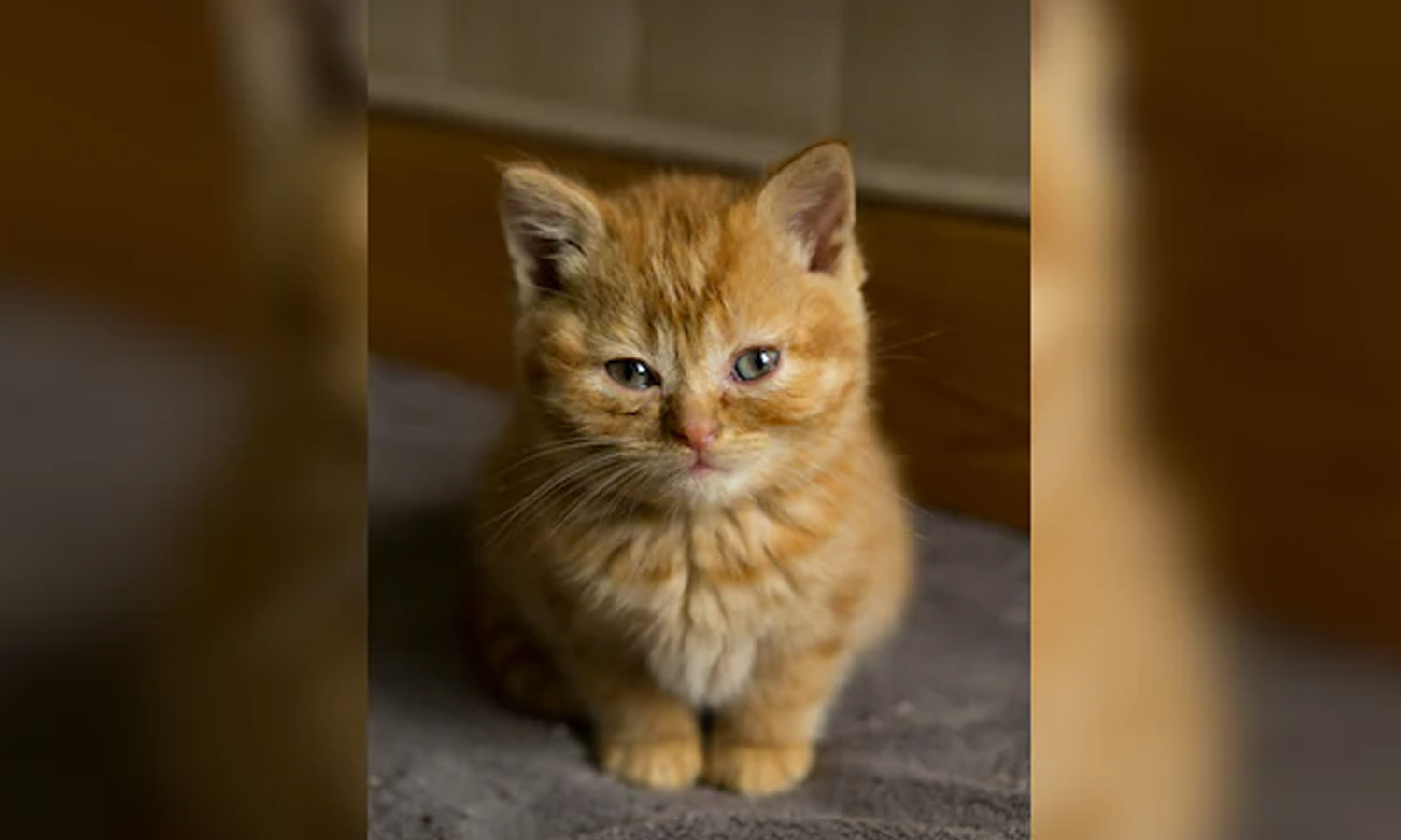 மின்சார குக்கரை 'ஆன்' செய்த பூனையால் தீப்பற்றி எரிந்த வீடு | Chinese ...