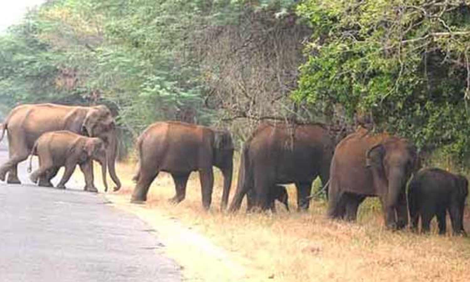 கடம்பூர் வனப்பகுதியில் தொட்டிகளில் நீர் குடித்து மகிழும் யானை ...