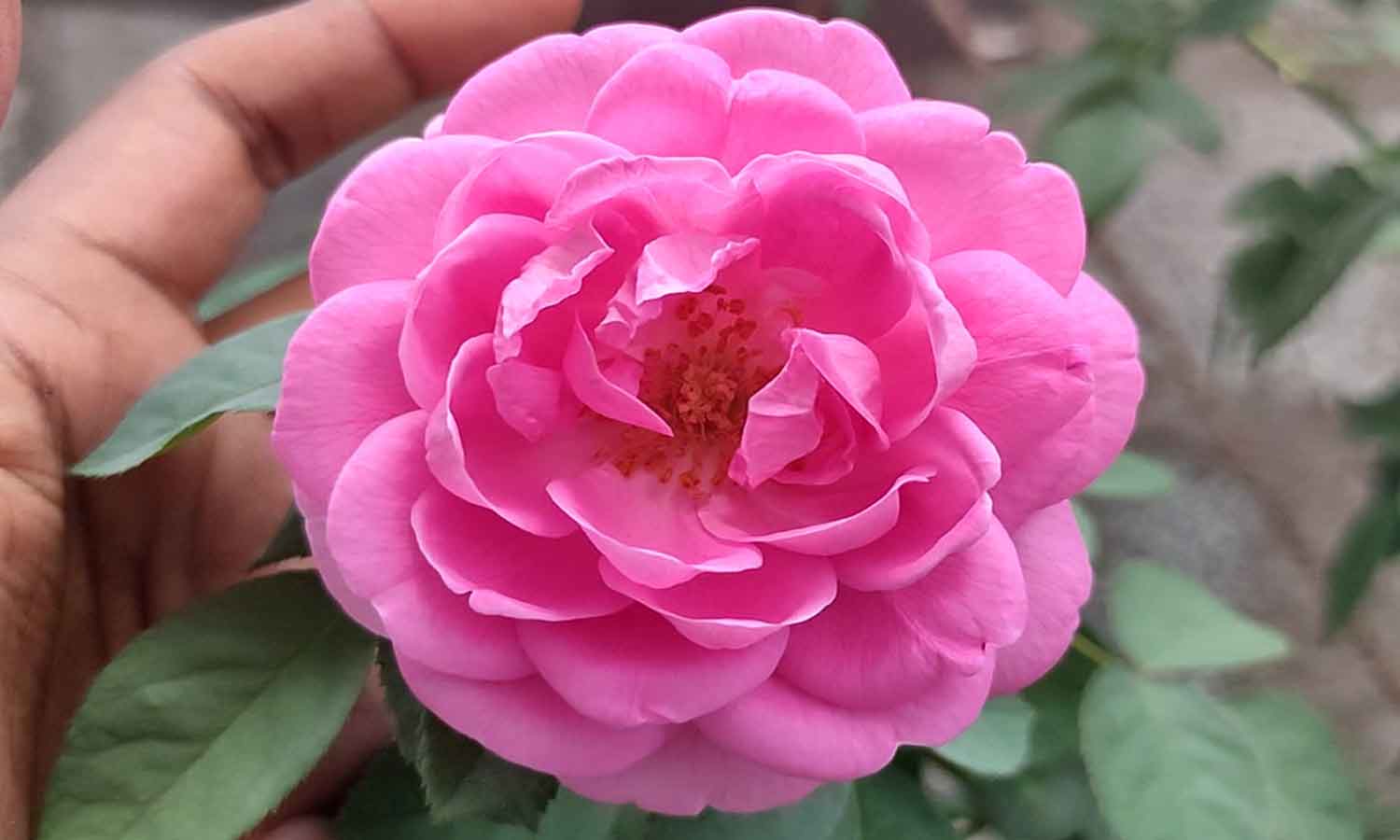 ரோஜா செடியில் அடர்த்தியாக பூ வளர சில டிப்ஸ்..! | Some tips to grow ...